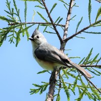 St. Bernard Bird Festival – Established in 2014, we are committed to ...